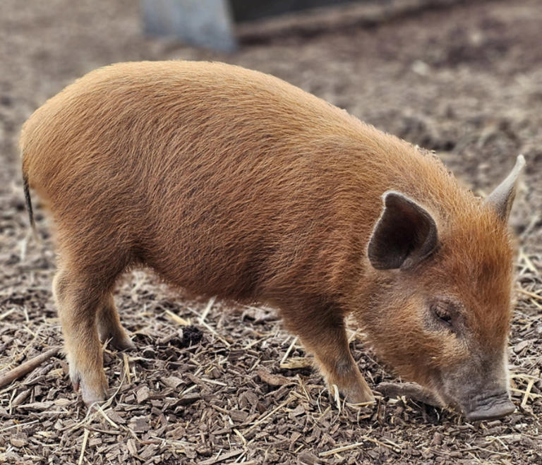 Tiny trotters need loving homes as Kew Little Pigs opens waiting list ...