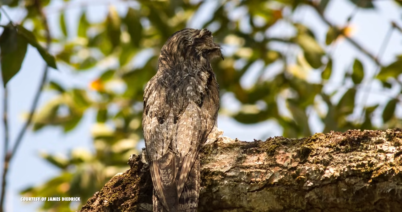 Watch the world's creepiest bird pretend to be a tree