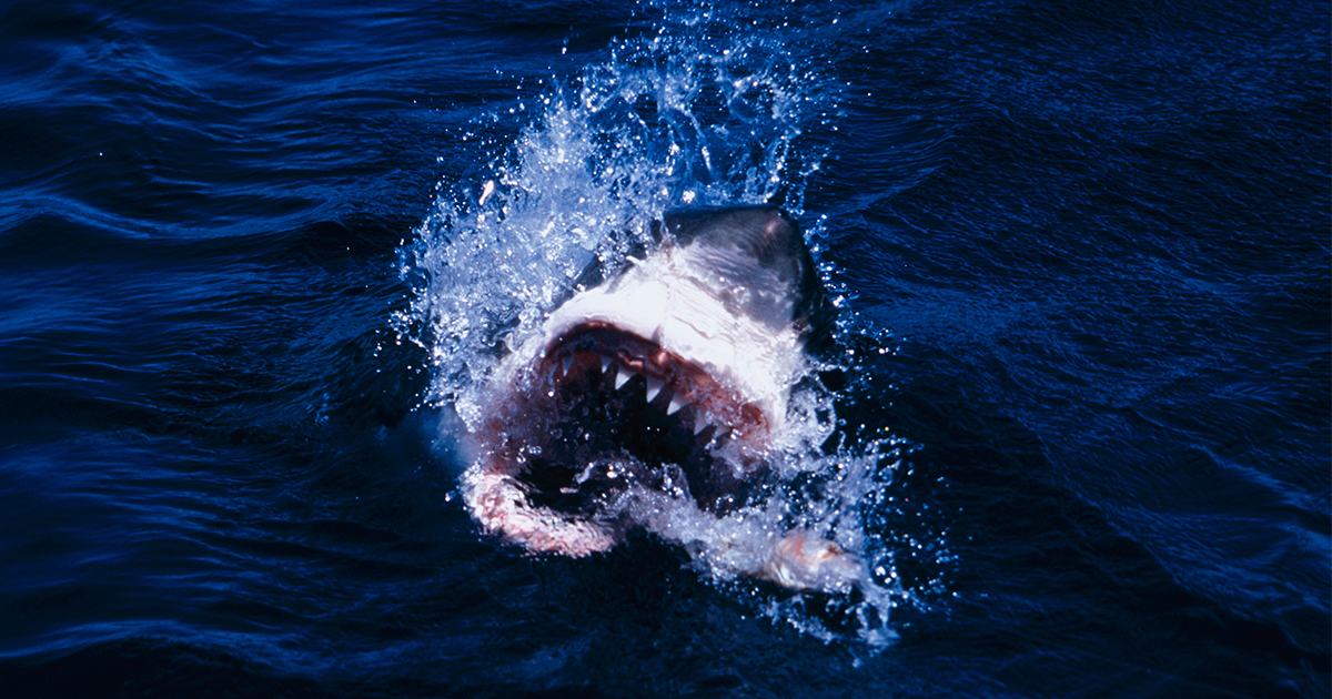 11-year-old boy left begging not to die after horrific shark attack