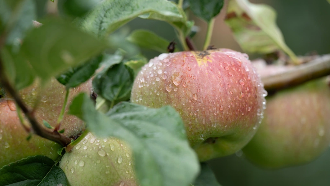 Cozy and healthy fall snack ideas