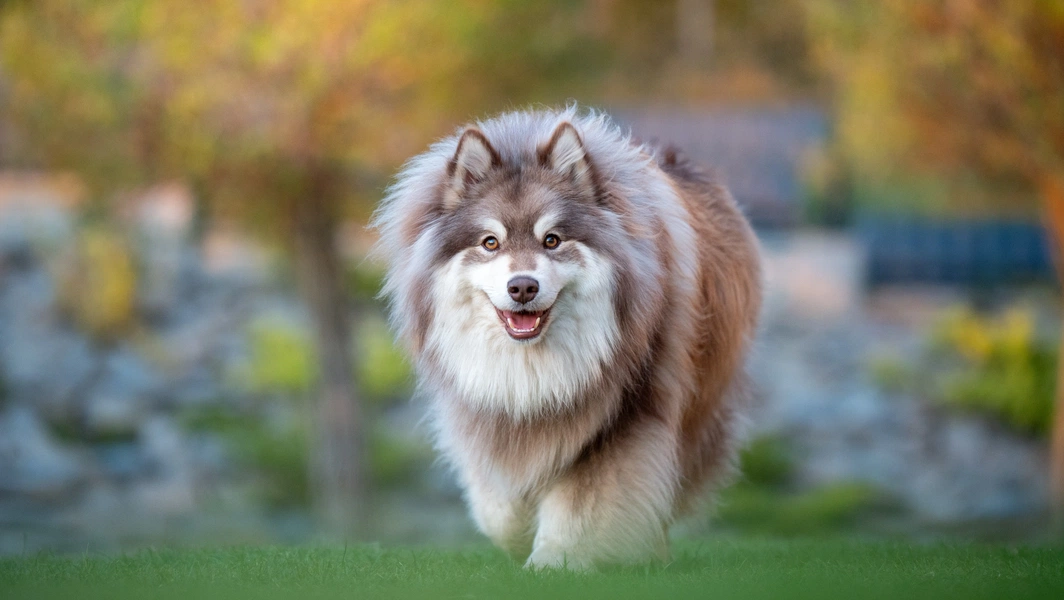 13 calm and low-maintenance dog breeds