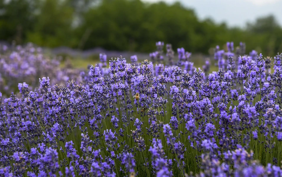 Experts link scents, sounds, and brain rhythms to better sleep