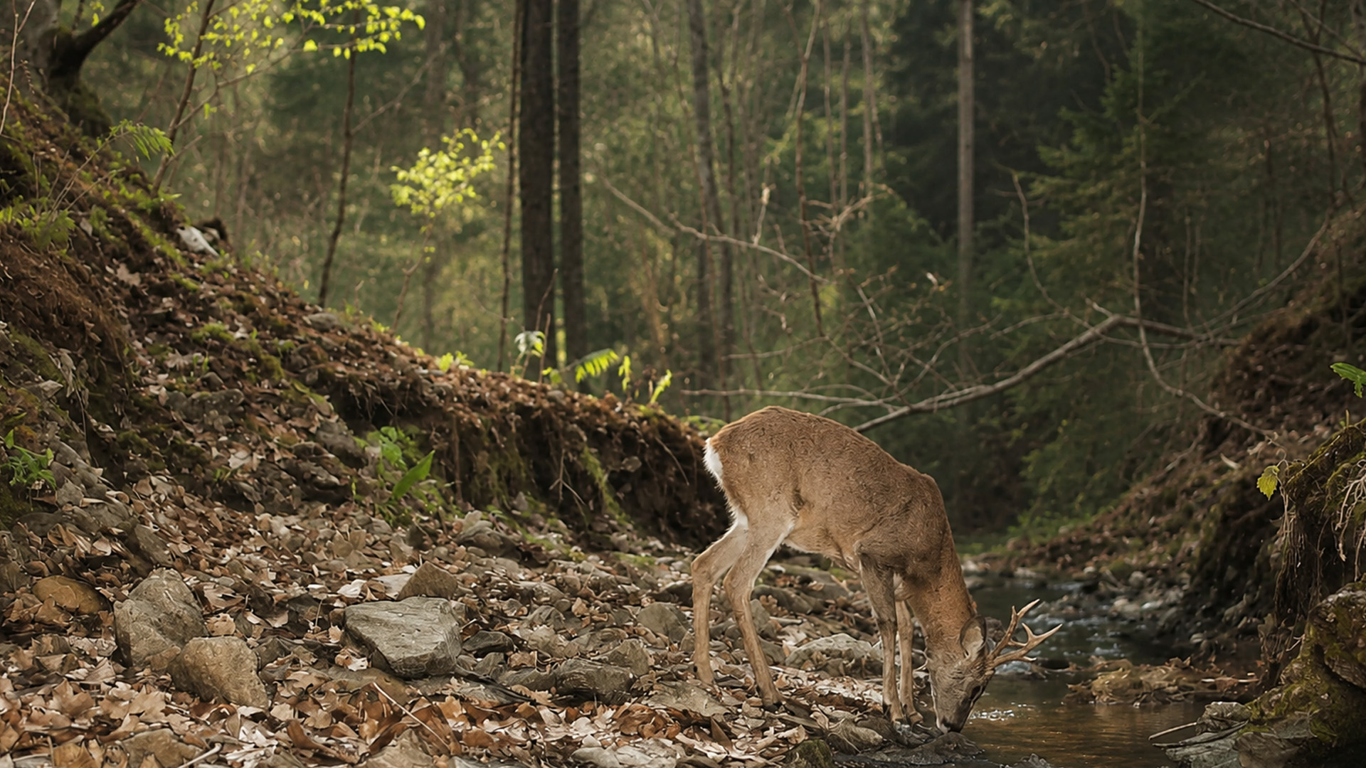 Atividade da vida selvagem ao longo de um riacho escondido na floresta ...