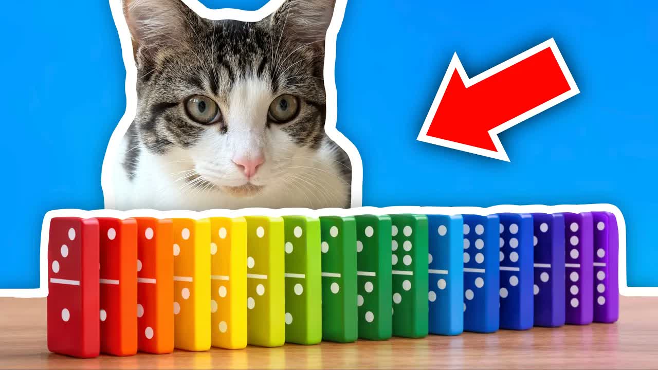 Cats took on a domino challenge – chaos was guaranteed
