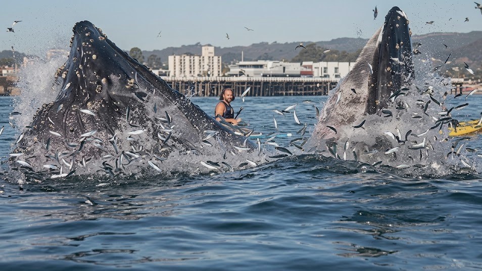 « J’étais dans sa gueule » - une baleine de 15 tonnes a failli le ...