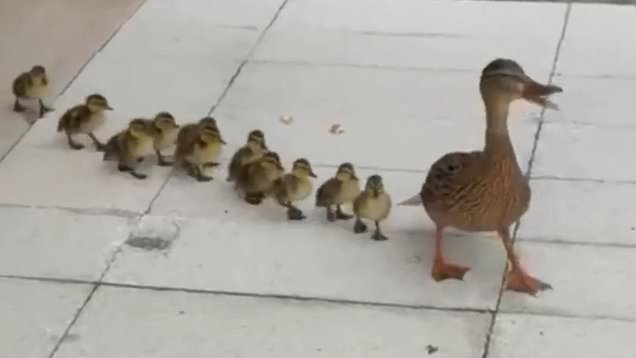 11 tiny ducklings trapped in drain saved by police and reunited with mum