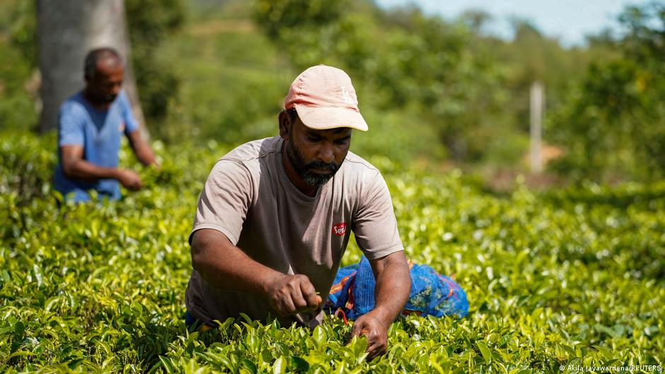 Iran war plunges Sri Lanka tea industry into crisis
