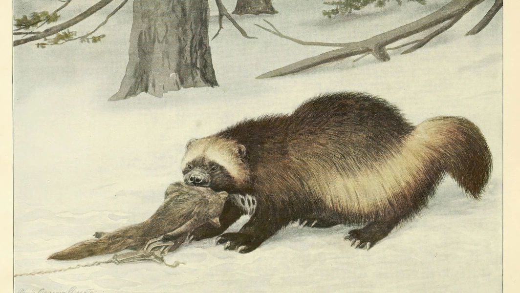 5 US states with the most wolverines