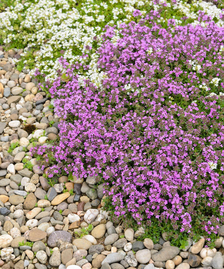 The layered planting approach that designers say will make your garden ...