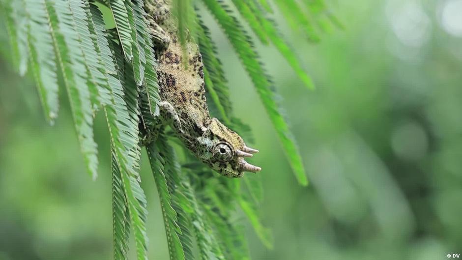 Meet the three-horned chameleon of Uganda