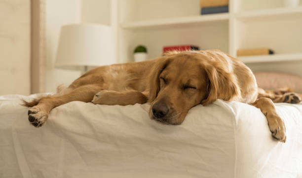 Neglected golden retriever’s first night home shows a quiet reversal