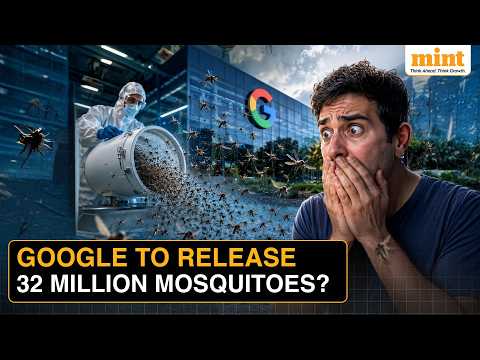 Googles Shocking Plan 32 Million Genetically Modified Mosquitoes for ...