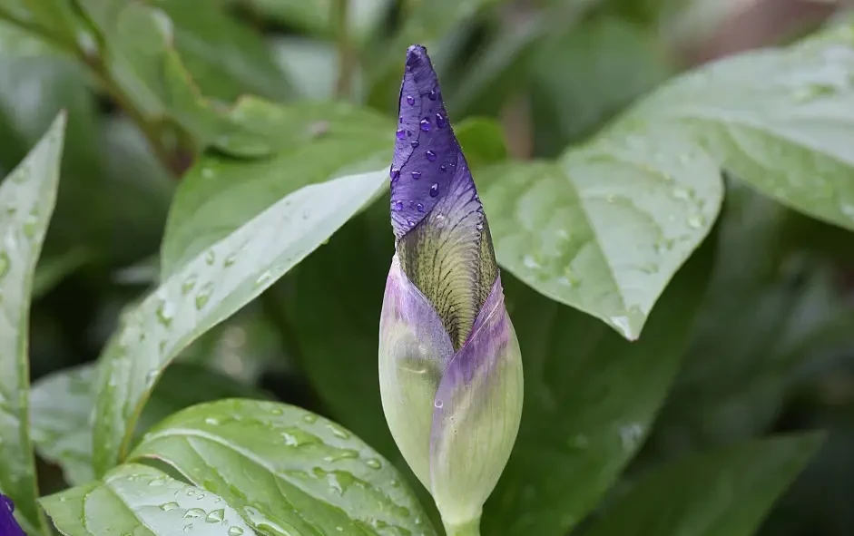 Iris care secrets for stunning blooms year after year