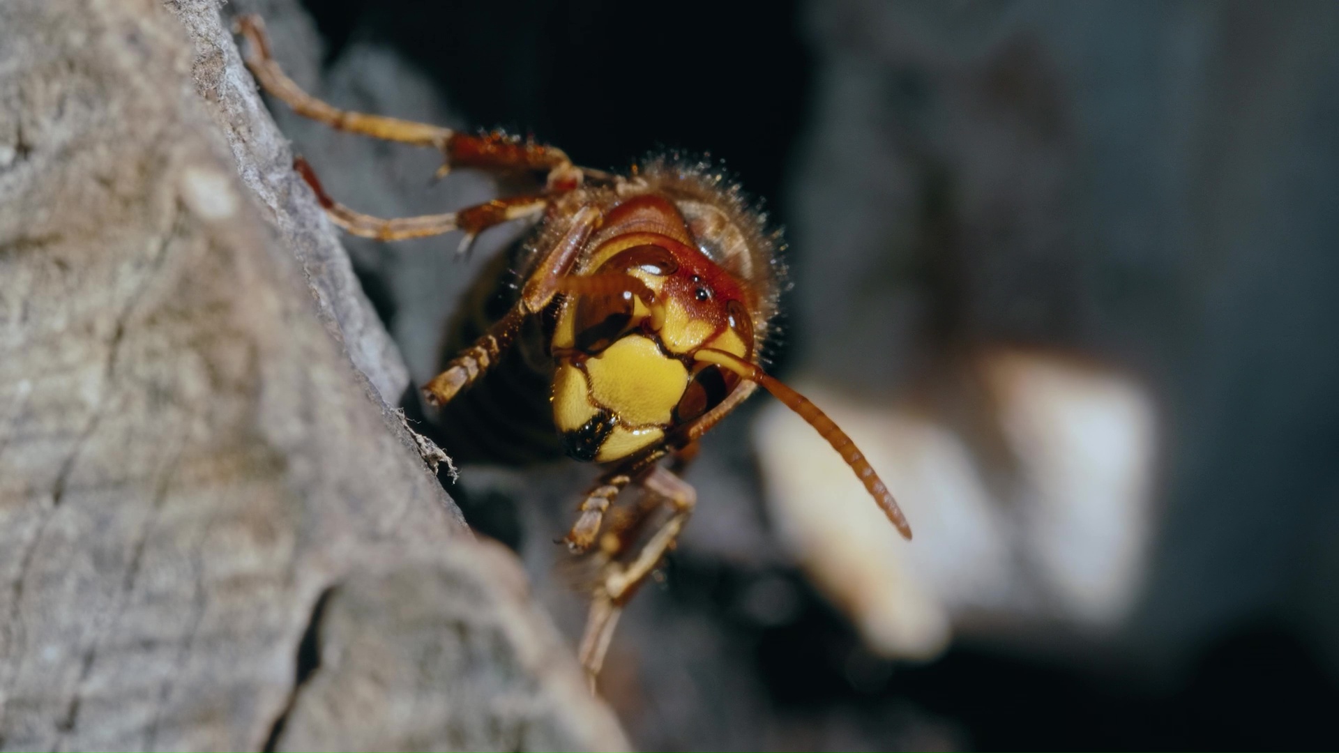 Close-up van een hoornaar die zijn nest verdedigt