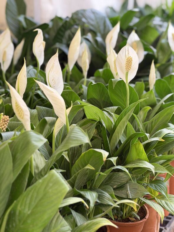 One cup of kitchen scrap will make peace lilies 'burst with flowers'