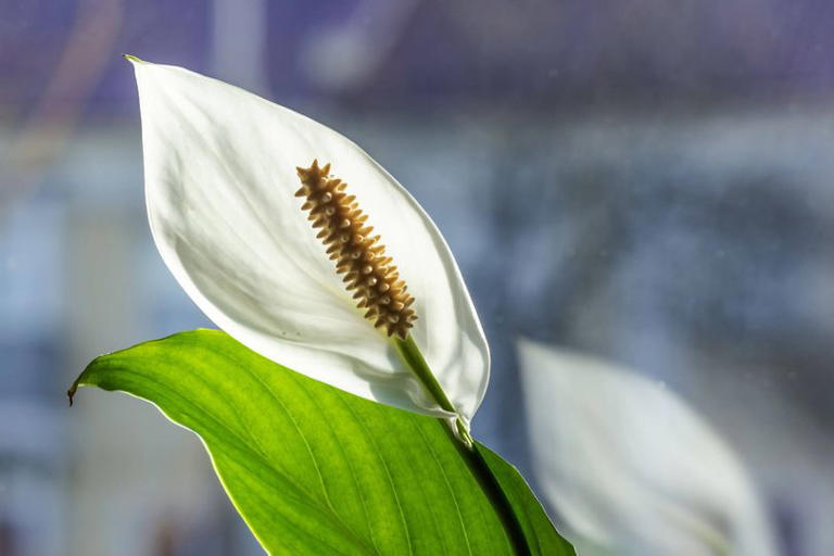 Peace lilies 'won't stop flowering' if you add cup of kitchen waste to soil