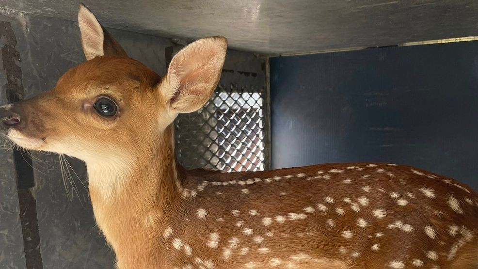 Fawn found under Toyota Tacoma at Kinston dealership near Highway 70