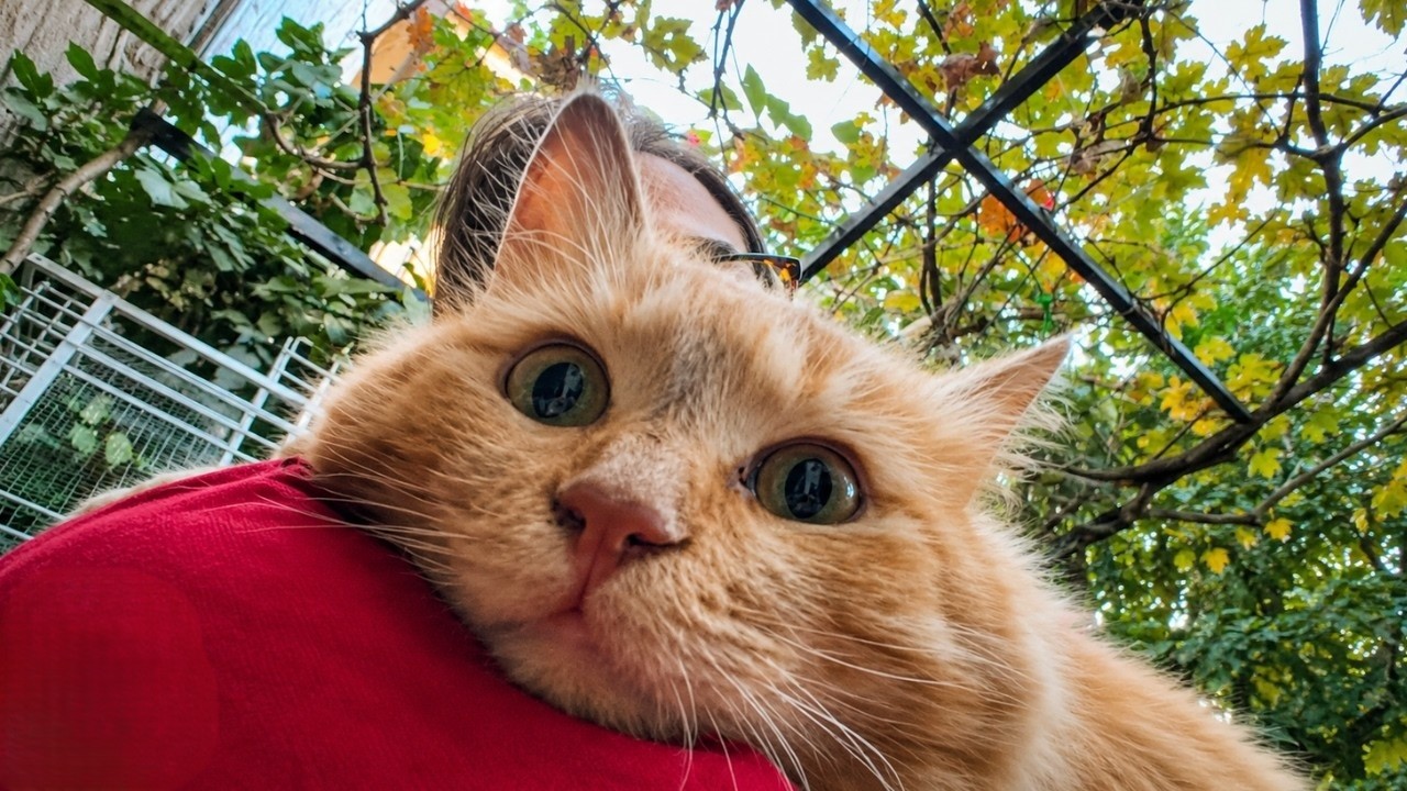 Stray cat came back every day for cuddles - and ended up trusting her ...