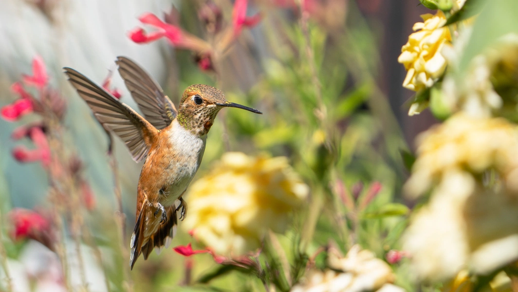 7 colorful planter ideas to attract hummingbirds