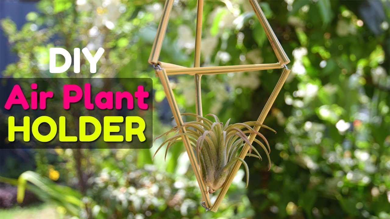 Beautiful DIY air plant holder for modern decor