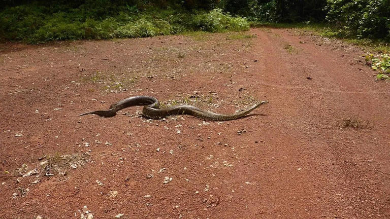 African rock python: Size, habitat, diet, and surprising facts about ...
