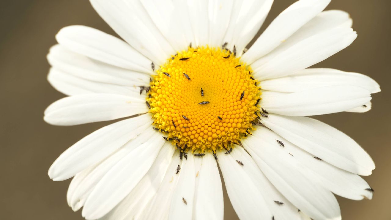 This pest causes the biggest damage to your plants — how to stop thrips