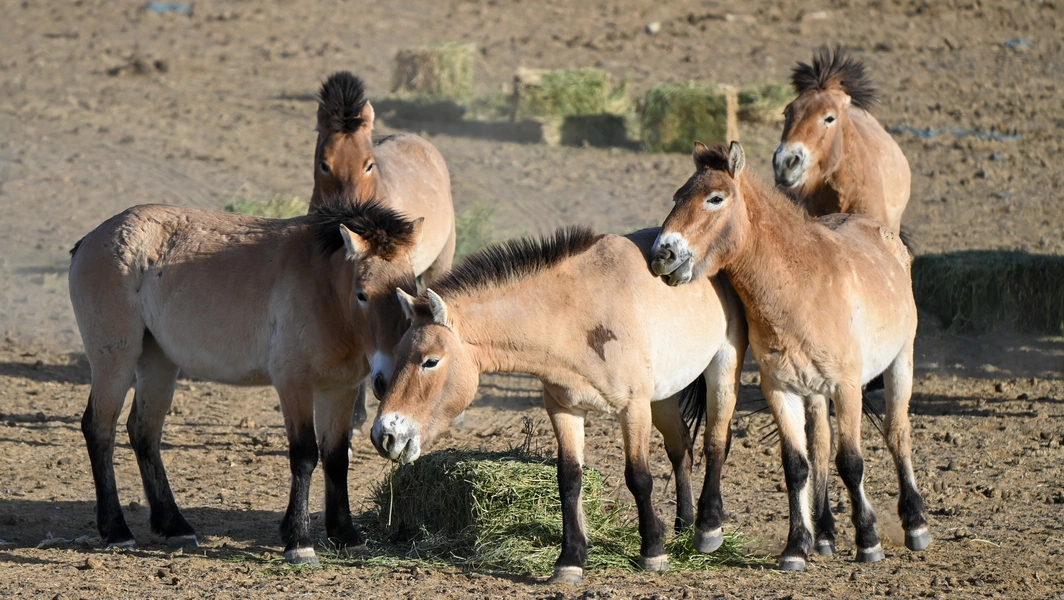 US zoos mark major gains for endangered species