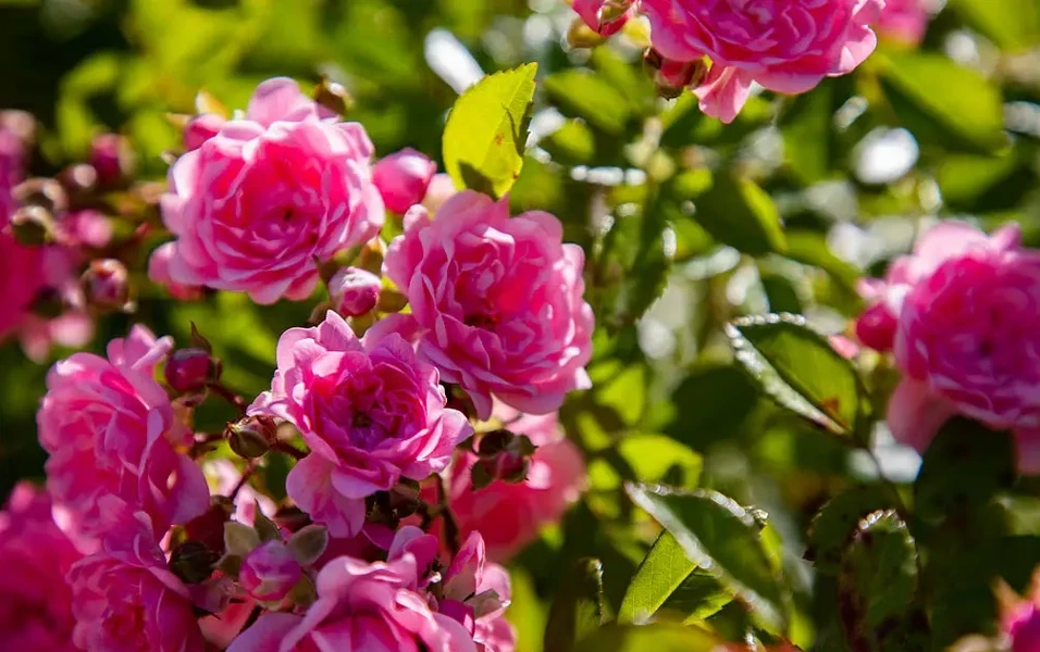 Your beginner’s guide to growing stunning roses