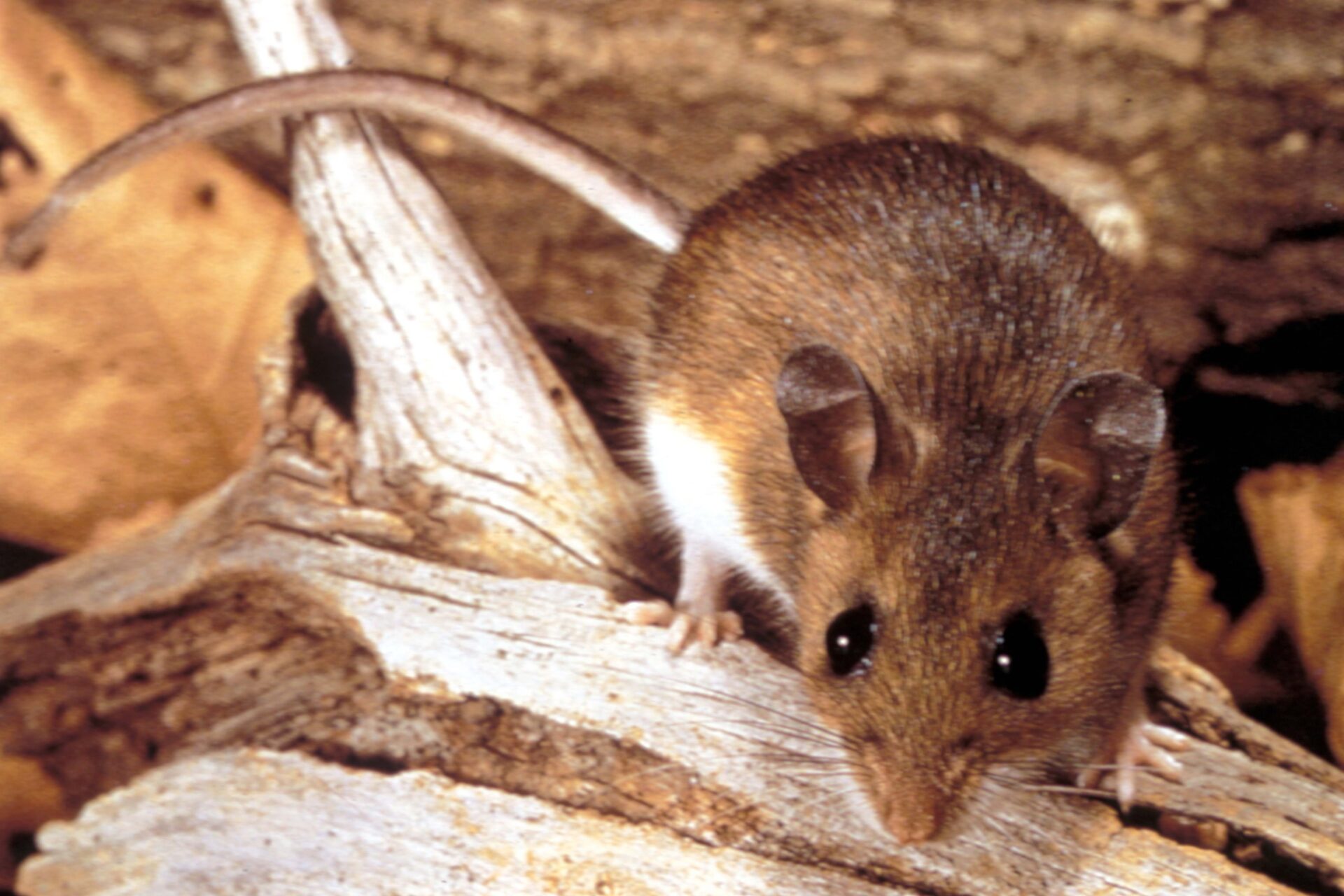 Alert in the US: 'Super El Niño' could cause a rise in hantavirus cases ...