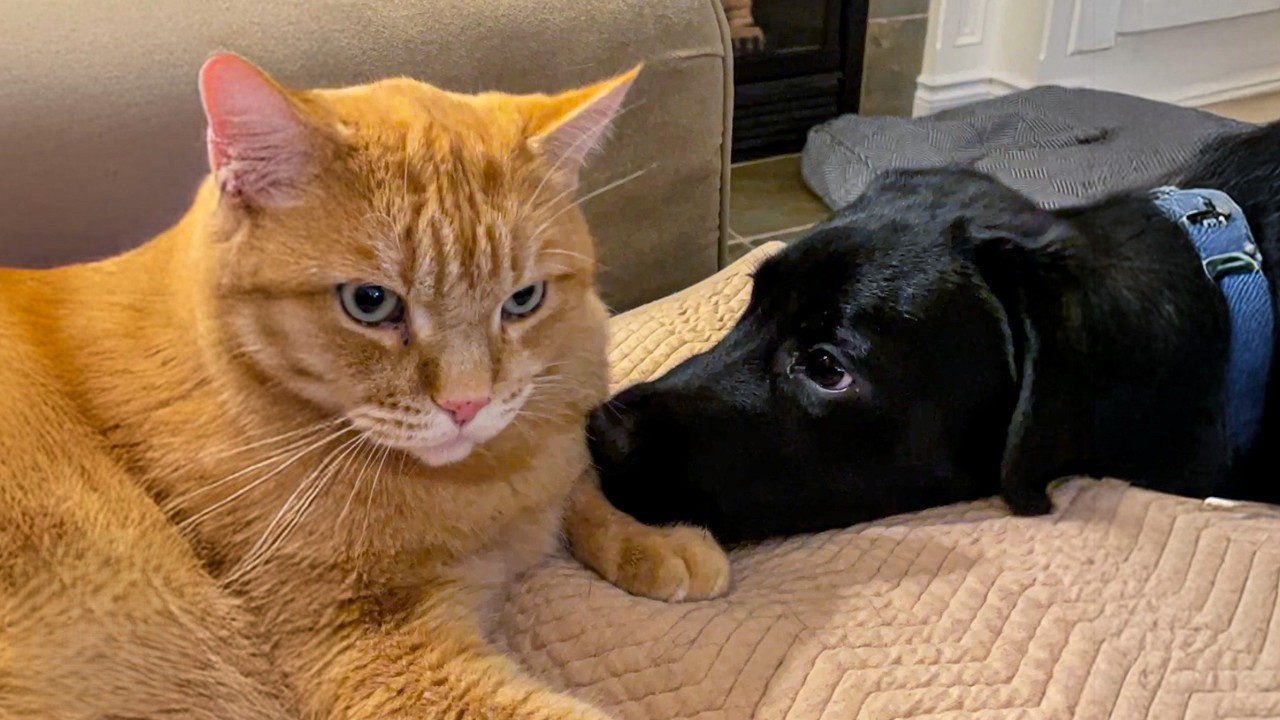 Bossy cat controlled three huge dogs - until one stubborn puppy ...