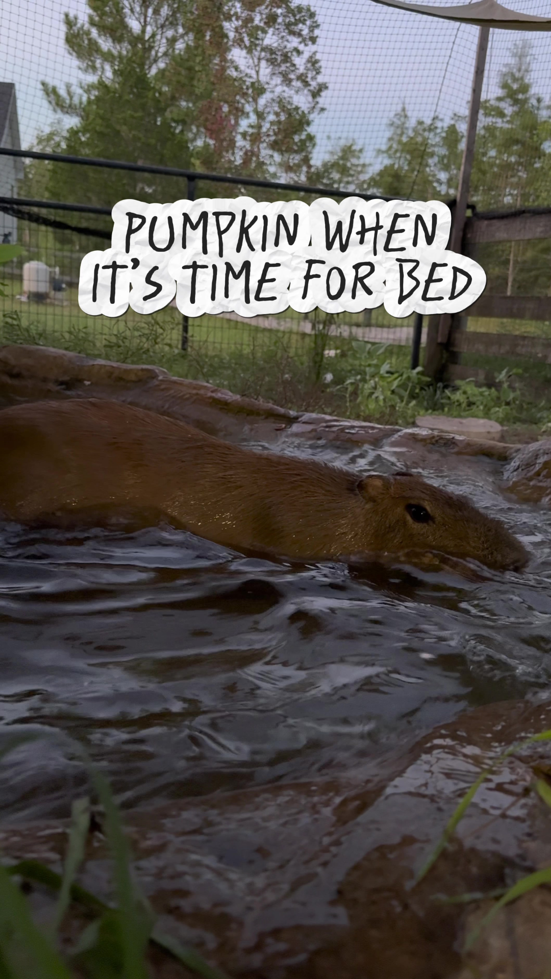 Hilarious capybara bedtime habits caught on camera