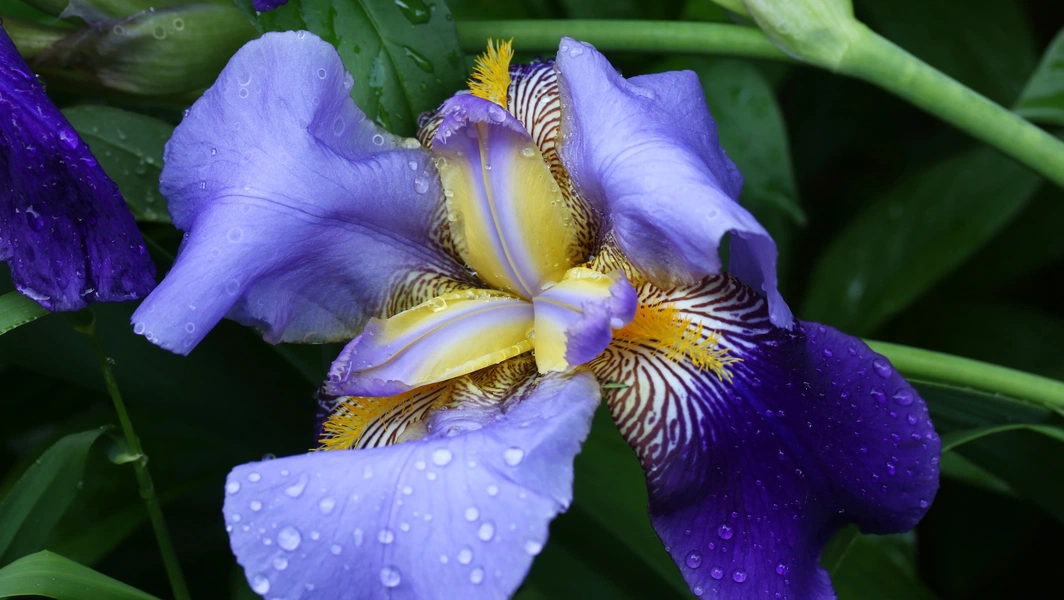 Iris care secrets for stunning blooms year after year