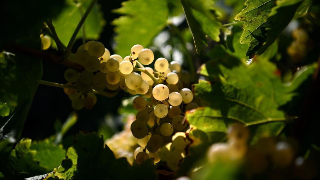 'Vitiforestry': French winemakers plant trees in bid to counter climate ...