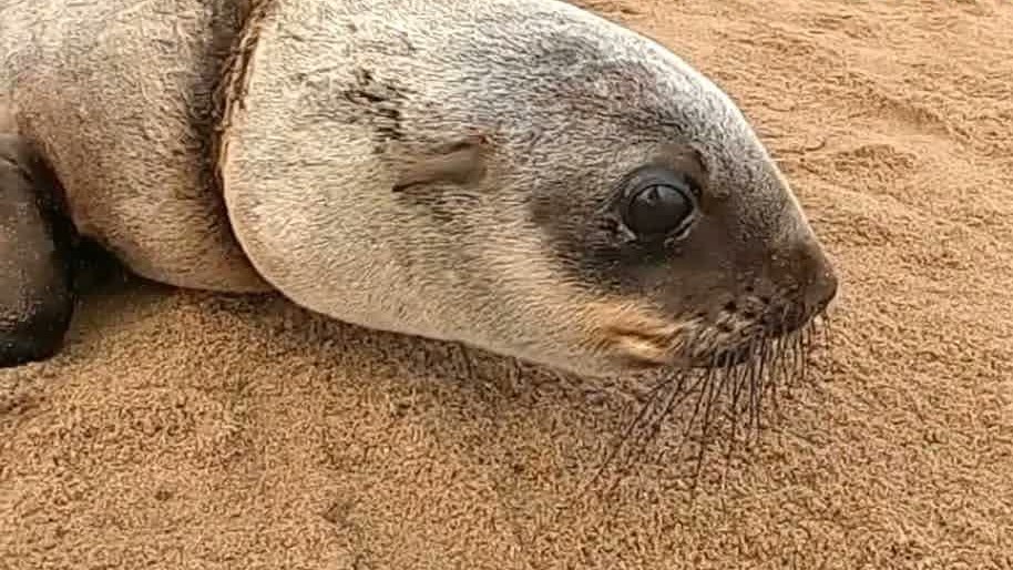 That rubber ring is deep - The fear in the seal’s eyes left everyone ...