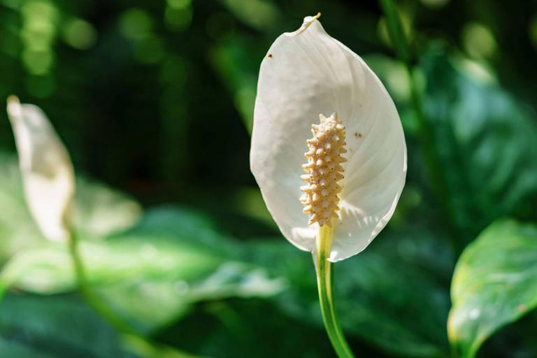 Peace lilies 'won't stop flowering' if you add cup of kitchen waste to soil