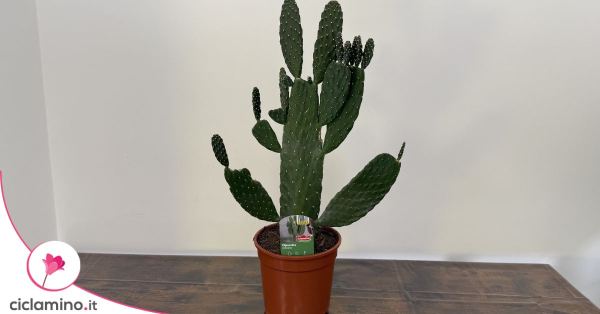 Come curare il cactus opuntia in vaso e mantenerlo sano negli anni