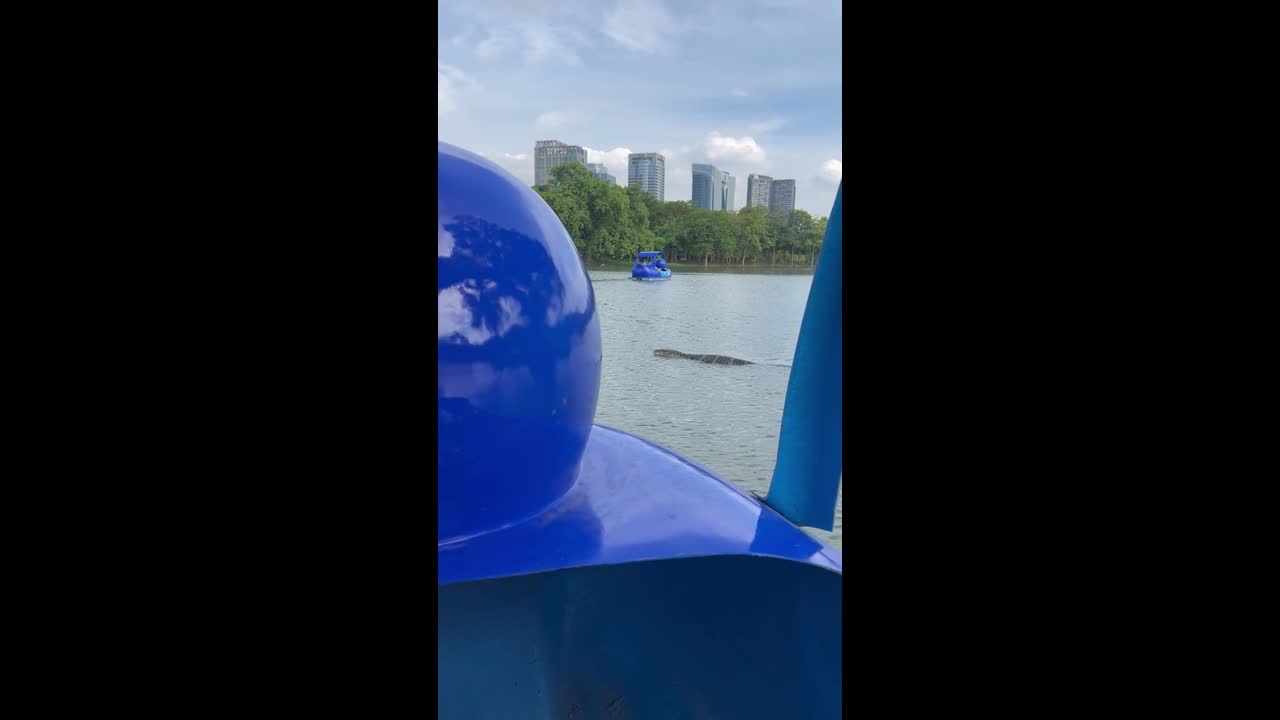 Huge monitor lizard sparks panic as it floats through boating lake