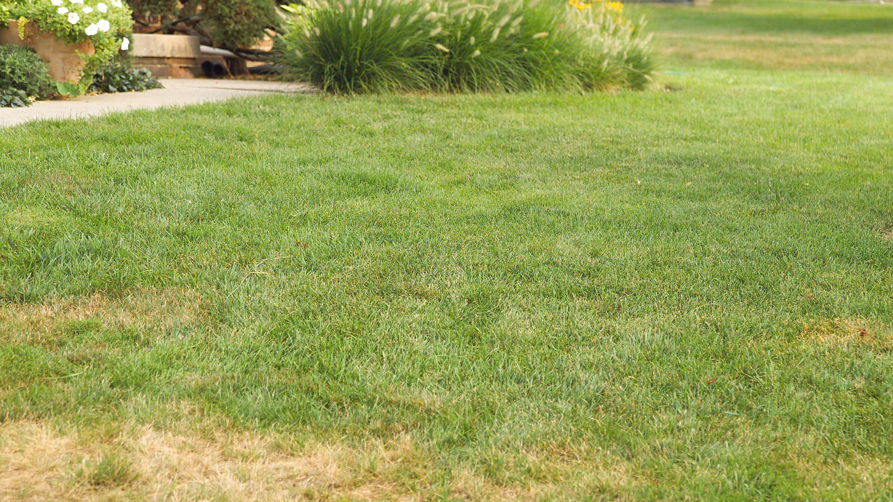 5 reasons why your grass has turned brown in the heat