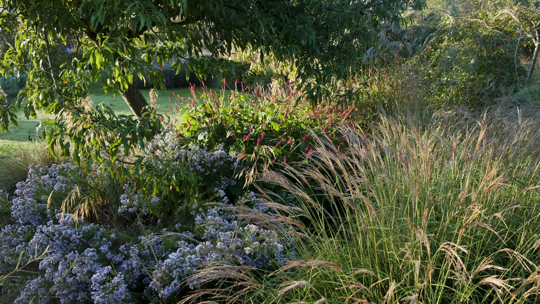 Ornamental grasses that transform your garden