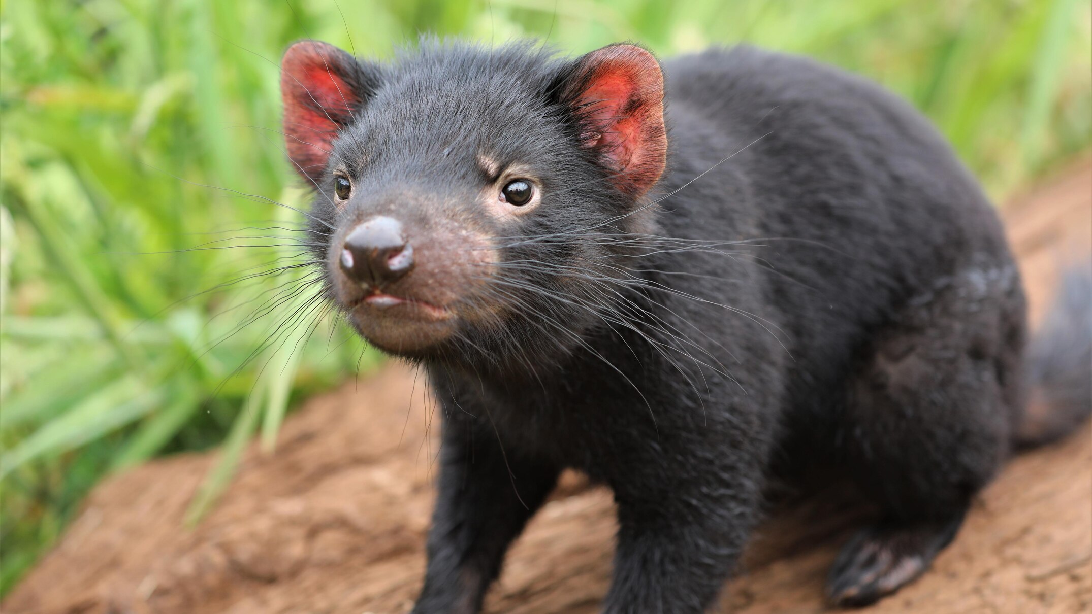 Search continues for missing Tasmanian devil at popular Gold Coast ...