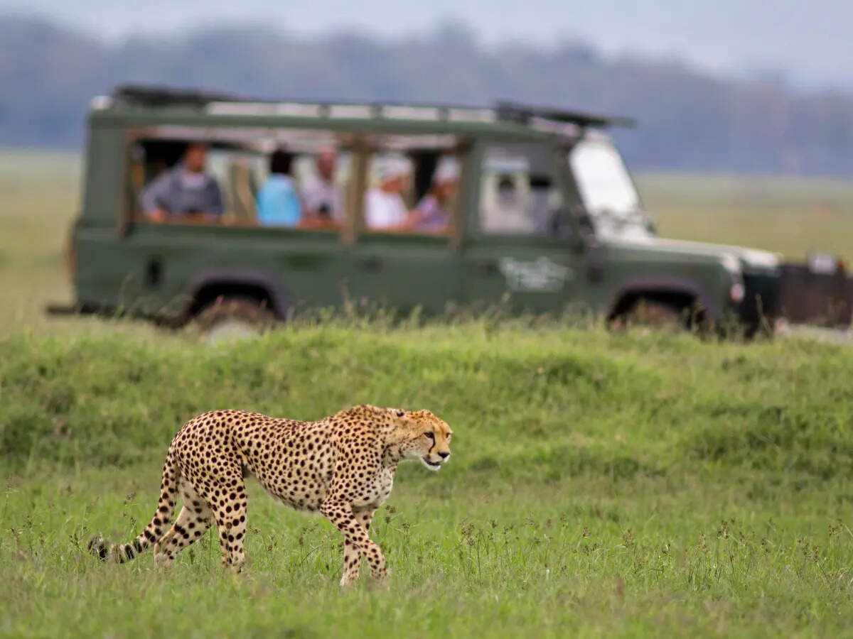 Must-visit national parks in India for an incredible wildlife safari