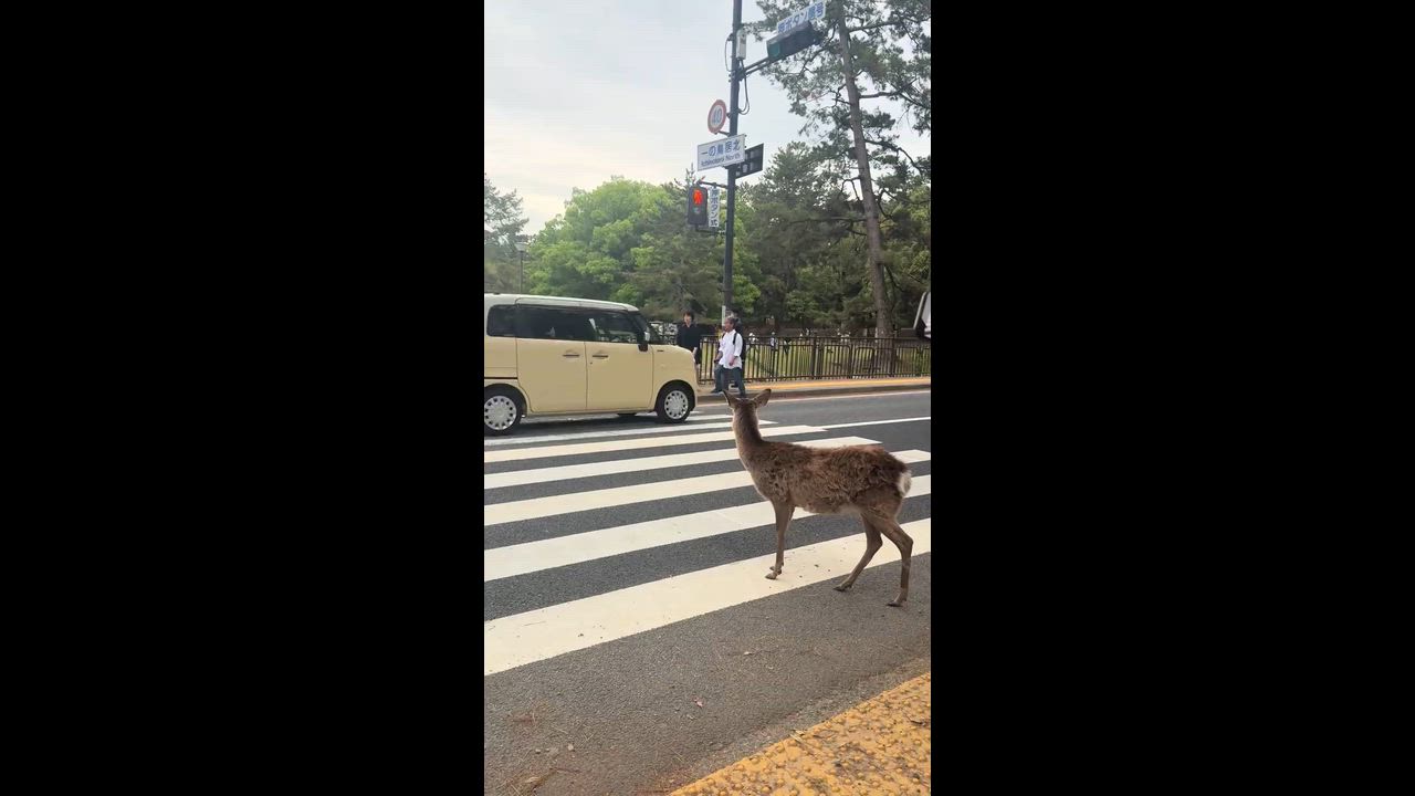 Japan: Hert in Japan wacht voor zebrapad voordat het samen met menigte ...