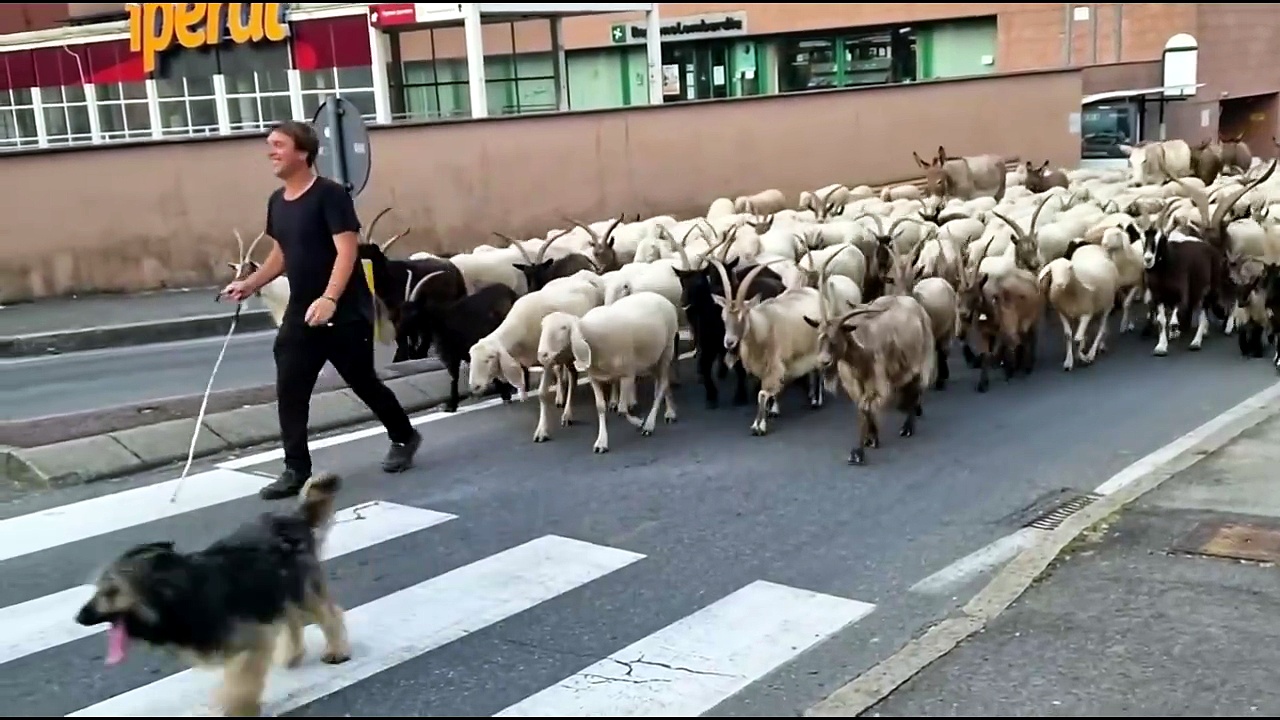 Lecco, il pastore Andrea Galbusera e il rito della transumanza