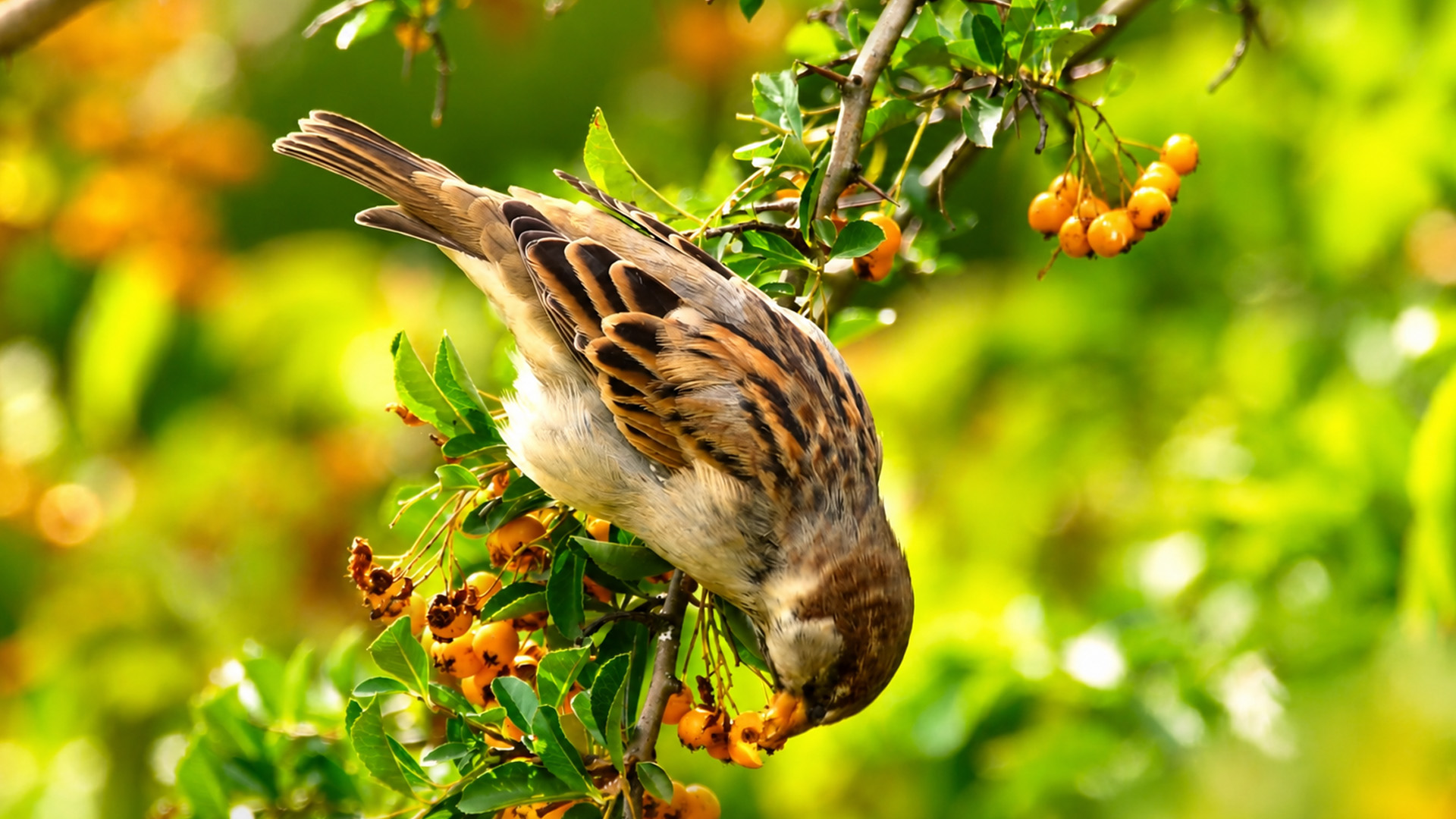 Hidden camera captures a small bird harvesting wild berries