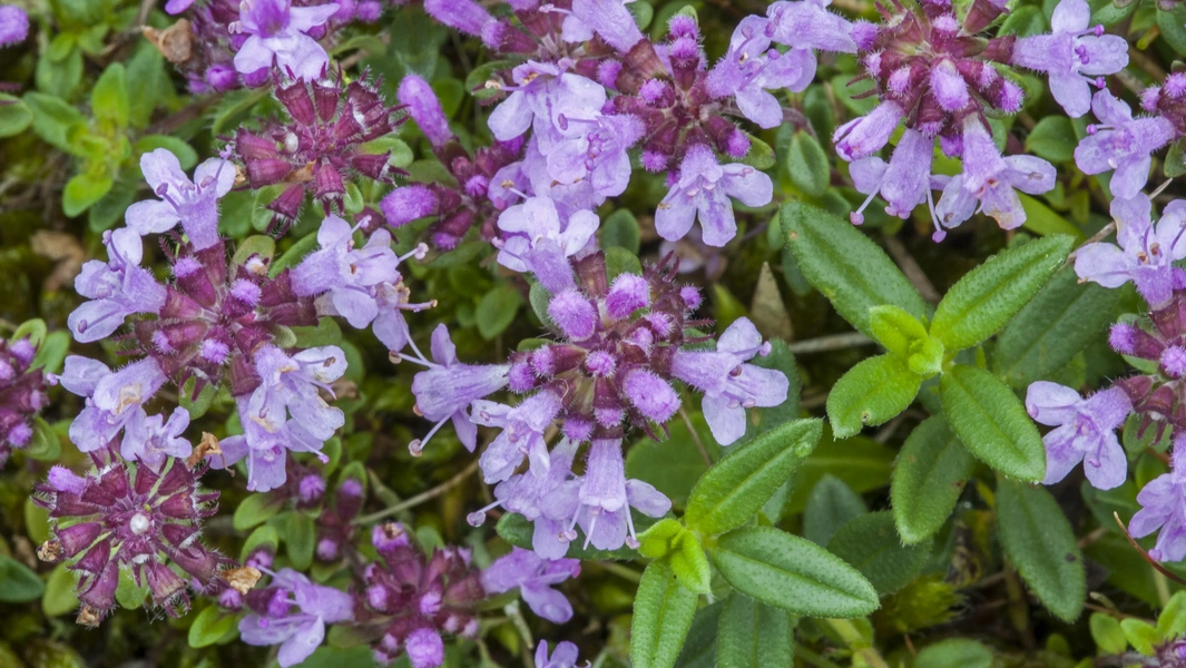 10 fast-growing ground covers for diverse landscapes