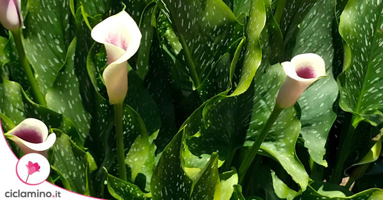 Ha foglie a pois bianchi e un fiore con l’interno viola porpora ed è ...