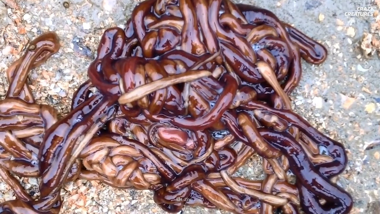 Watch what happens when nature creates a 180-foot venomous worm
