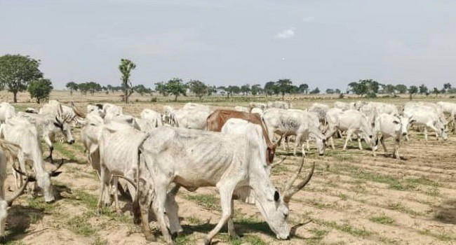 Police rescue three kidnapped herders, recover 245 rustled cattle in Kaduna
