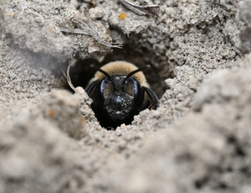 These bees don't live in hives, yet millions have been thriving beneath ...