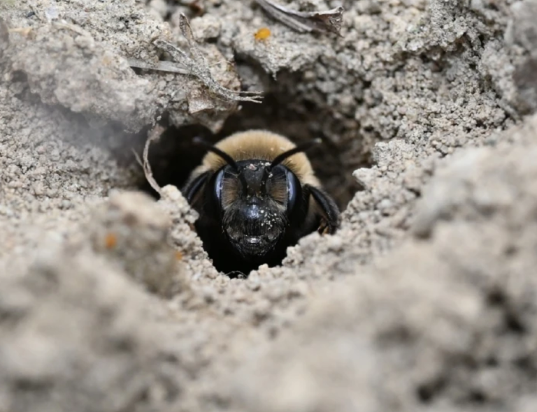 These bees don't live in hives, yet millions have been thriving beneath ...